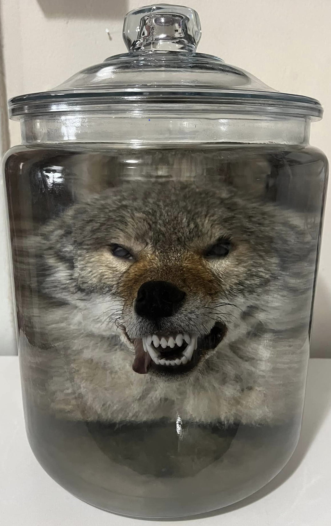 Wet Preservation 101 – Unfortunate Cadaver