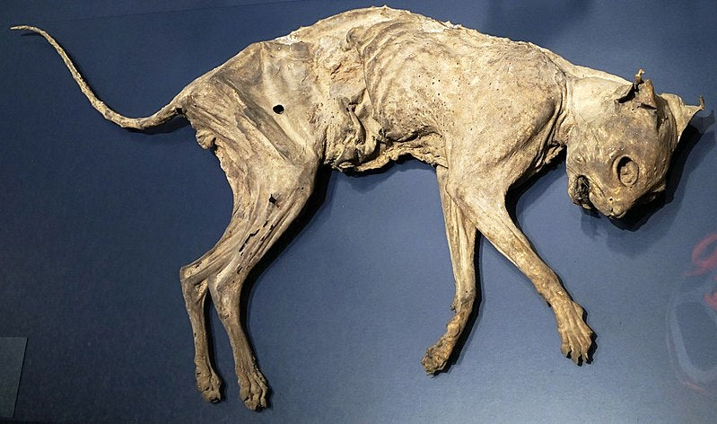 Dry Preservation – Unfortunate Cadaver