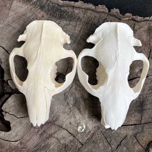 Whitening Bones – Unfortunate Cadaver