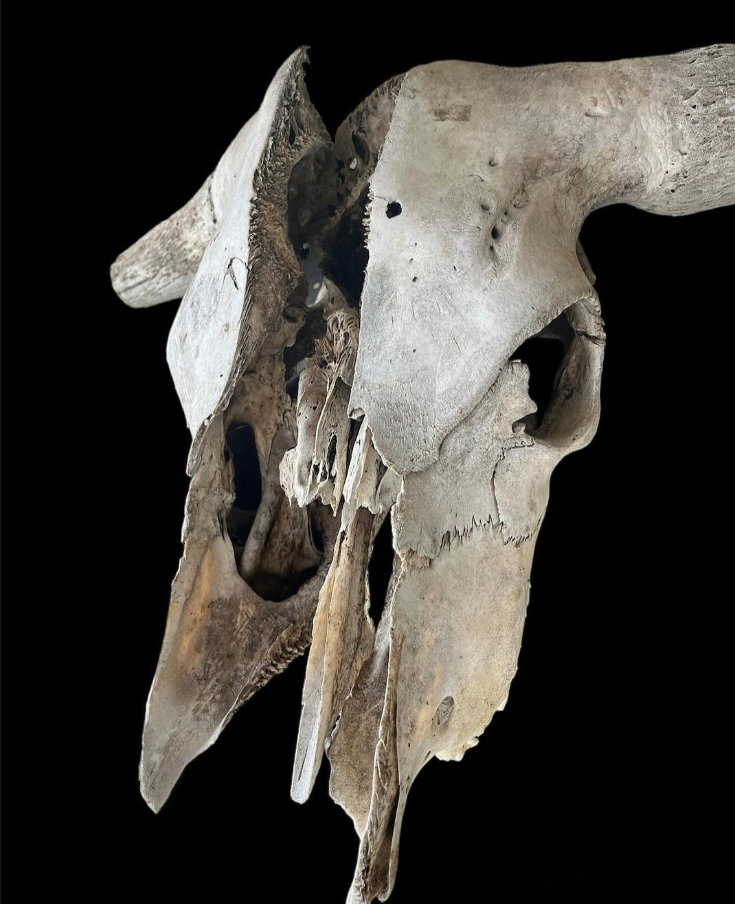 Sun Bleached Bones – Unfortunate Cadaver