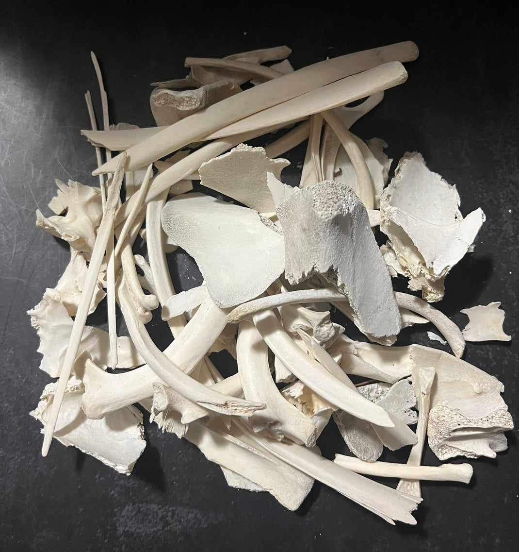Brittle Bones – Unfortunate Cadaver